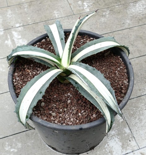 Agave americana MEDIOPICTA ALBA WHITE VARIEGATED 37cm - Agave d ...