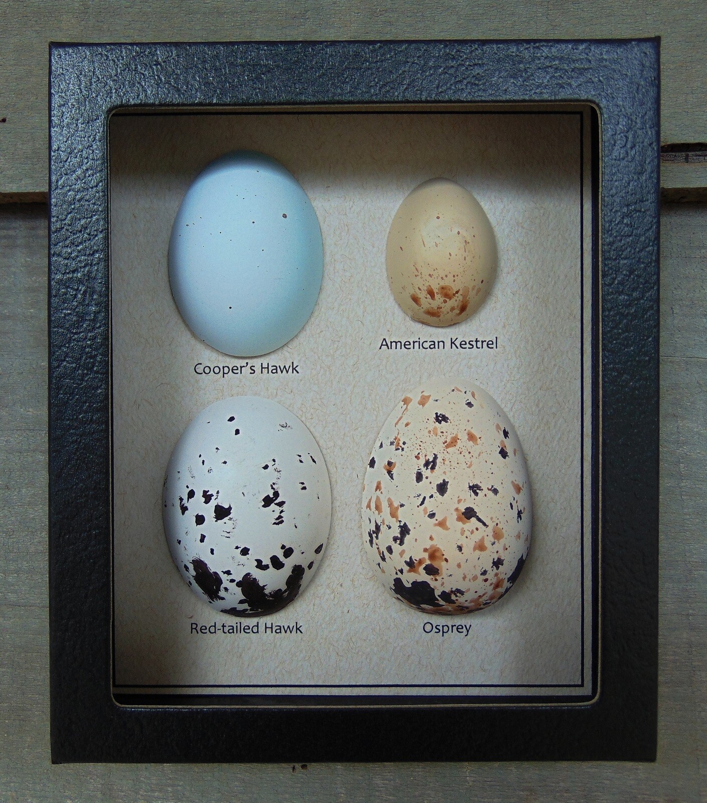 Hawk Egg