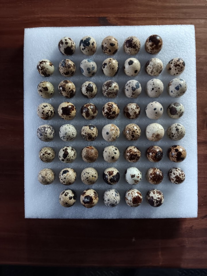 Jumbo Brown Coturnix Fertile Quail Hatching Eggs. Guaranteed Fresh 104 ...