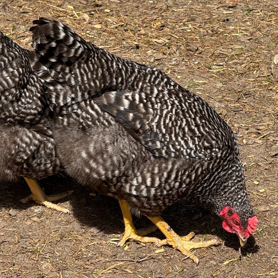 6+ Heritage Plymouth Rock Hatching Eggs NPIP | eBay