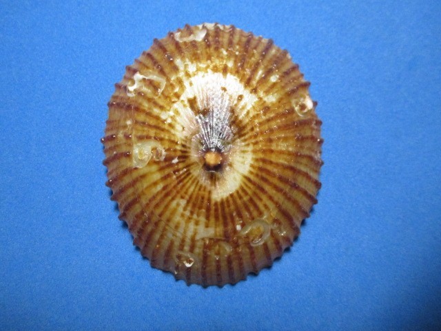 Cellana talcosa (Gould, 1846) "ENDEMIC HAWAIIAN LIMPET" (65.5mm) | eBay