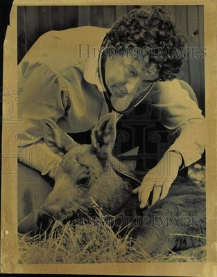 1990 Press Photo Dr. Joyce Murphy tending to baby moose, Alaska ...