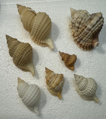 Lot of 7 unique Distorsio Sea Shells #7 | eBay