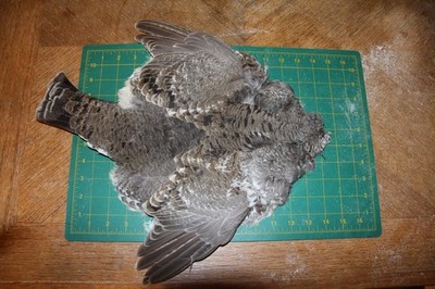 Blue (Dusky) Grouse Skin fly tying feathers #2 / Hungarian partridge ...