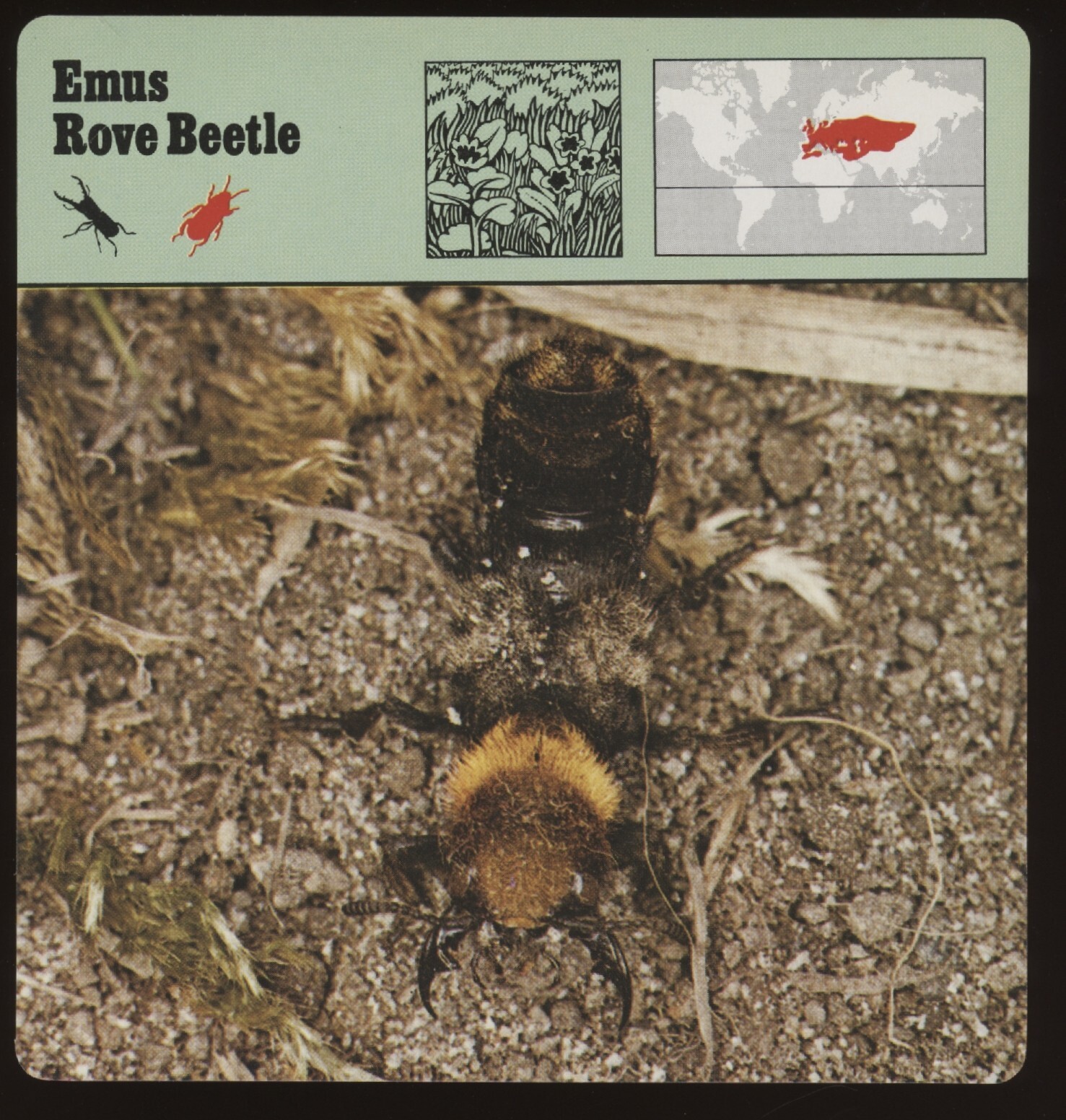 Emus Rove Beetle Safari Cards Rencontre Insects | eBay