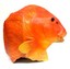 Gold Fish Mask Full Head Latex GoldFish Orange Fancy Dress Carp Costume ...