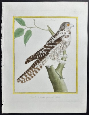 Martinet & Buffon - Owl. 463 - 1765 Hand-colored Engraving | eBay
