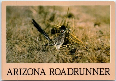 Postcard - Arizona Roadrunner - Arizona | eBay Australia