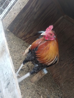 Livestock Supplies - Gamefowl