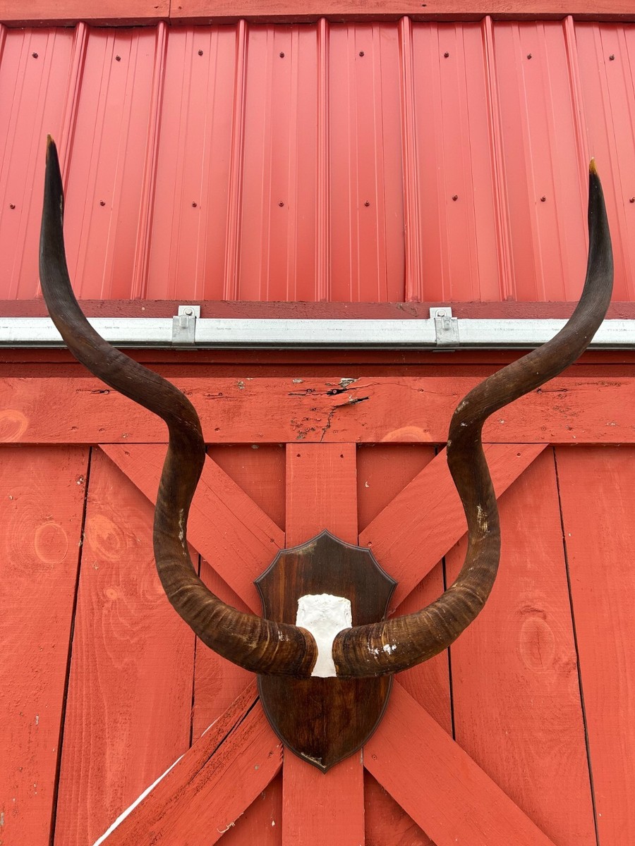 African Kudu Skull