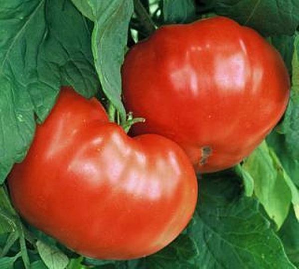 Goliath Tomatoes Hybrid Bush Goliath Tomato (2 Pack)