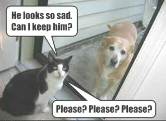 Sad Dogs And Cats