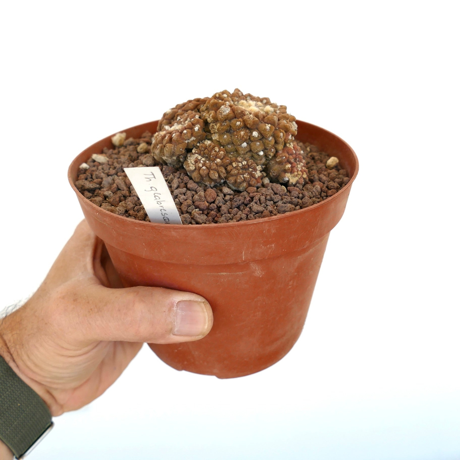 Thelocephala glabrescens OLD CLUSTER NNP | eBay