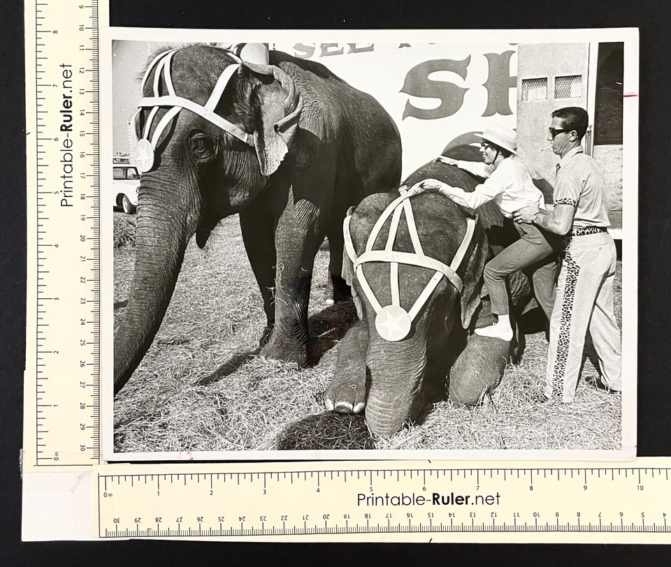 1960 Circus Trainer Helping Woman Mount Elephant Vintage Press Photo ...