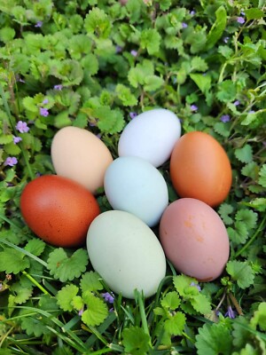 Easter Egger DOZEN HATCHING EGGS Pink, Blue, Green, Olive, Moss, Chocolate Etc | eBay