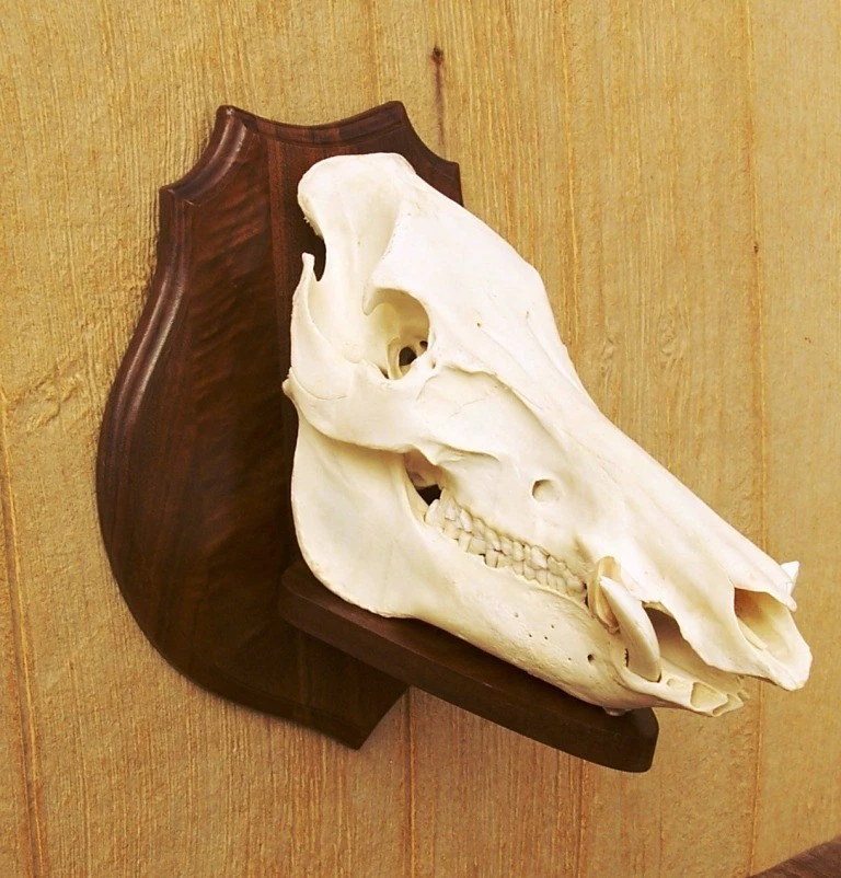 Boar Skull Mount