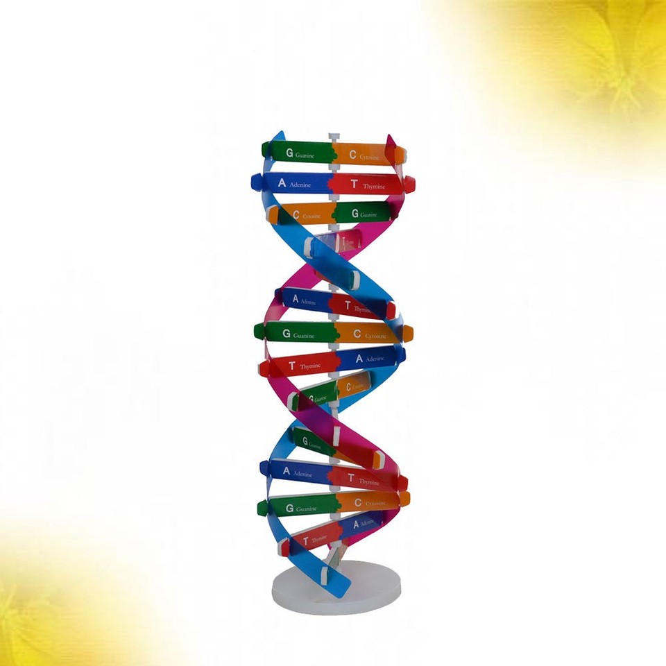 DIY DNA Double Helix Model Biological Science Experiment Tool Human ...