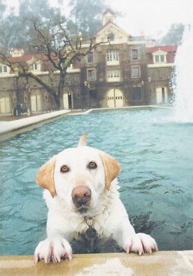 Labrador Wine Dogs Collectors Series Three Blank Greeting Card | eBay