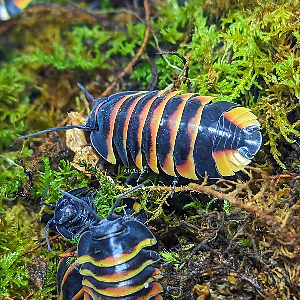 vietnam_insect | eBay Stores