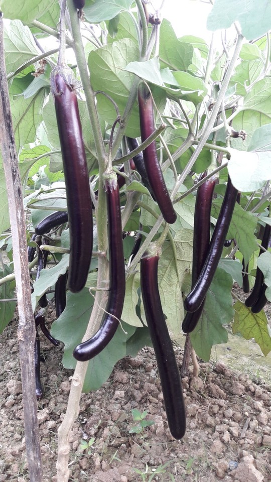 LONG PURPLE EGGPLANT BANGLADESHI BRINGAL PROFIT RAJ SINGNATH BEGUN 1 ...