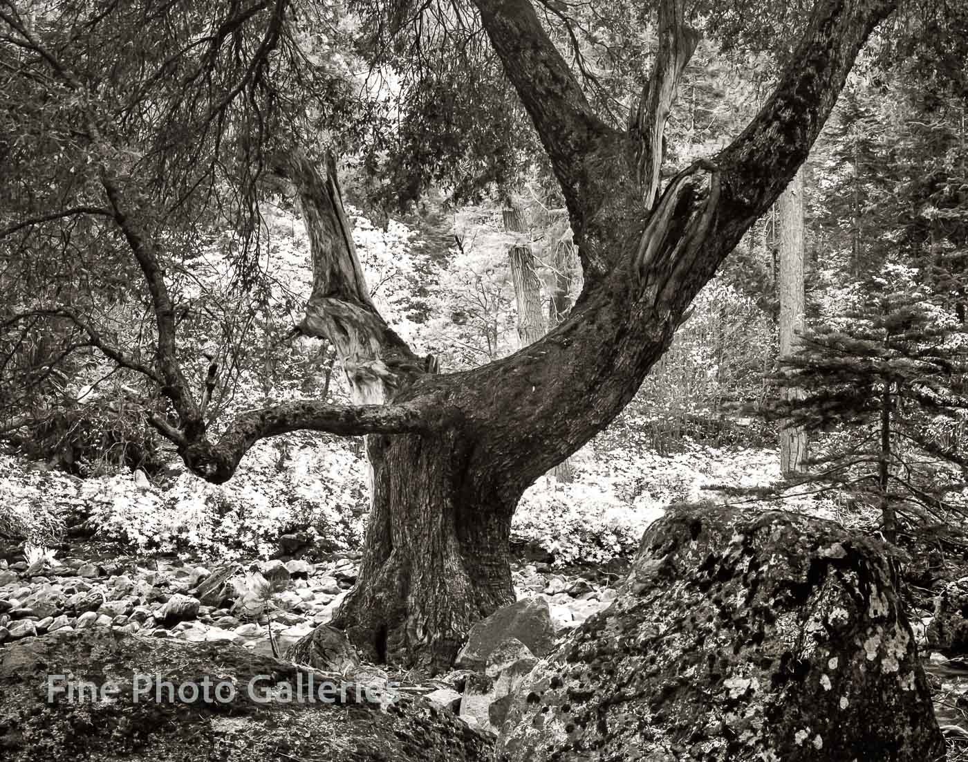 1944/80 Vintage ANSEL ADAMS Landscape Yosemite Late Autumn Trees ...