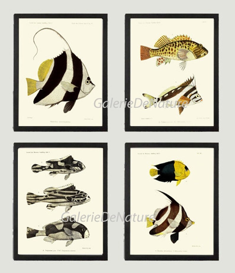 Tropical Fish Wall Art Set of 4 Prints Beautiful Antique Vintage Sea ...