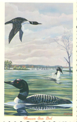 Postcard 1966 Minnesota State Bird Common Loon Used Addressed Signed ...