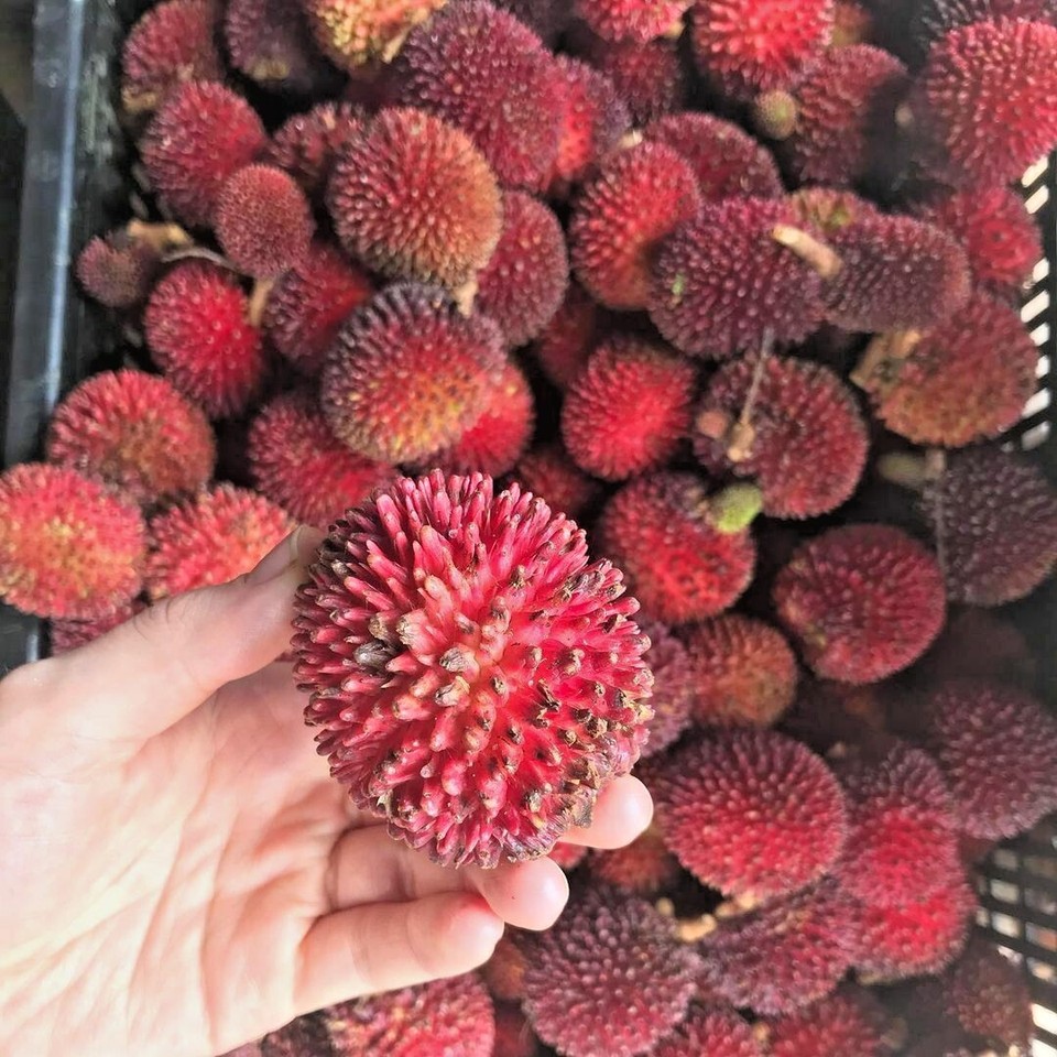 Red Pulasan Kapulasan Seeds 120++ pcs (Nephelium mutabile) | eBay