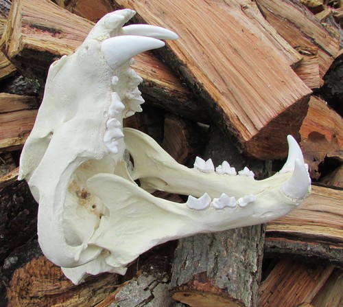 Giant liger skull lion tiger hybrid skull taxidermy cast replica | eBay