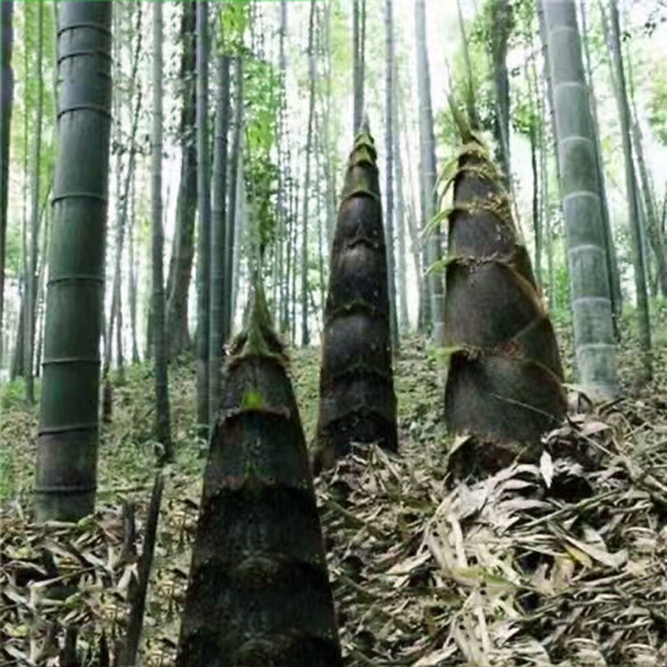100 Giant Moso Bamboo Seeds Perennial evergreen Grows Edible Bamboo ...
