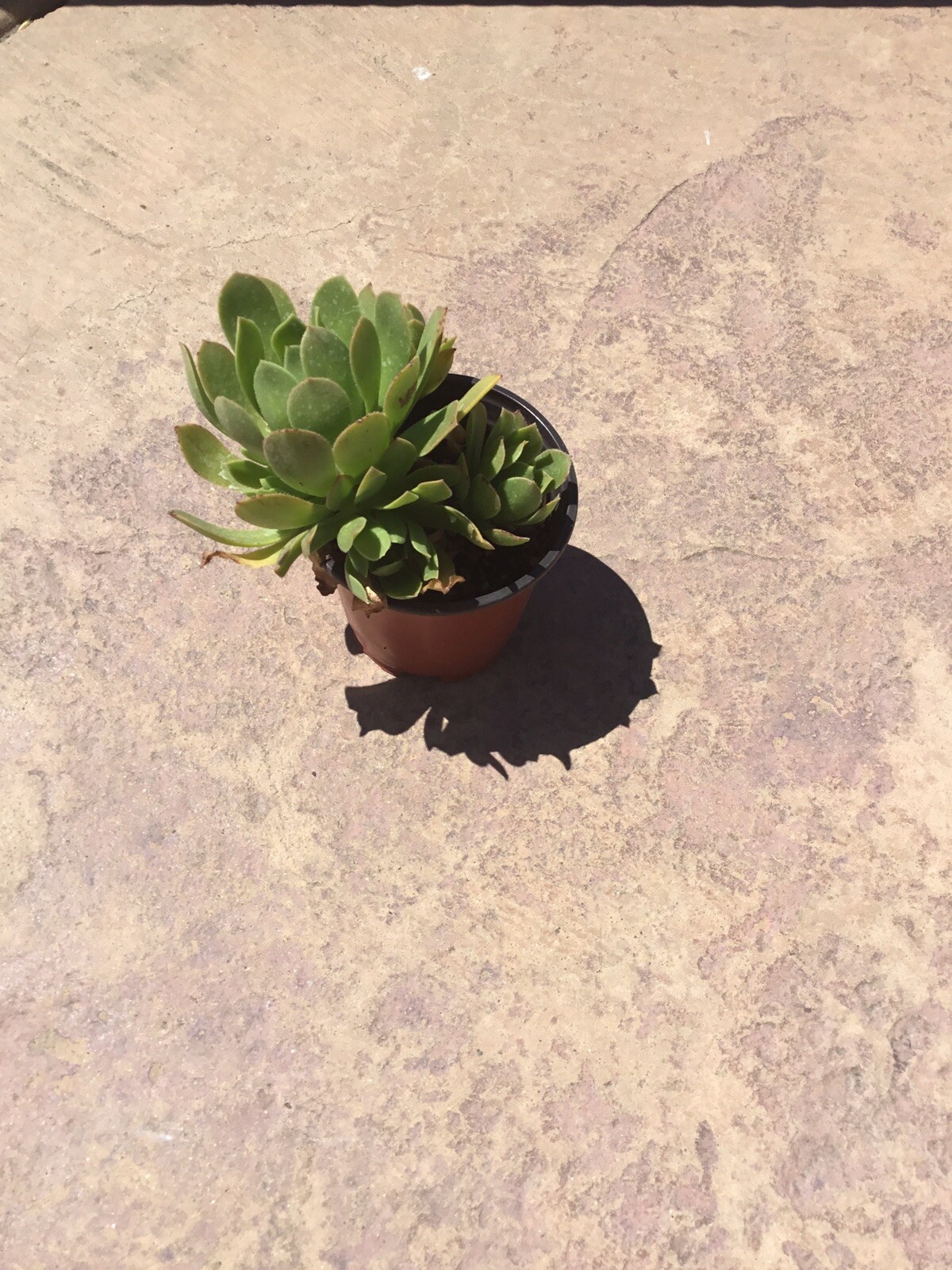 Aeonium haworthii "Pinwheel” Plant Rooted Succulent Free Ship water ...