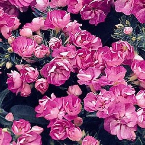 Phlox Seeds Promise Lilac 50 Double Flower Phlox flower seeds Phlox ...