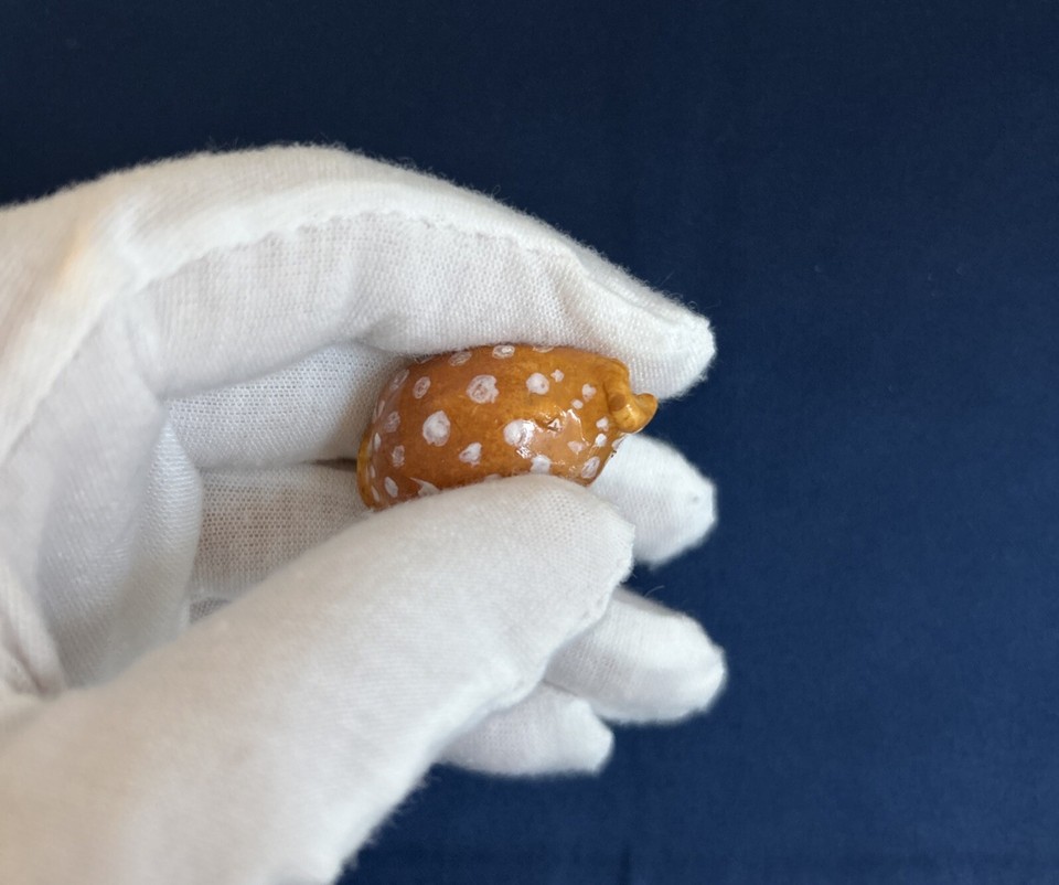 Handmade Clay Cypraea leucodon Lyncina leucodon 31.7mm cowrie related ...