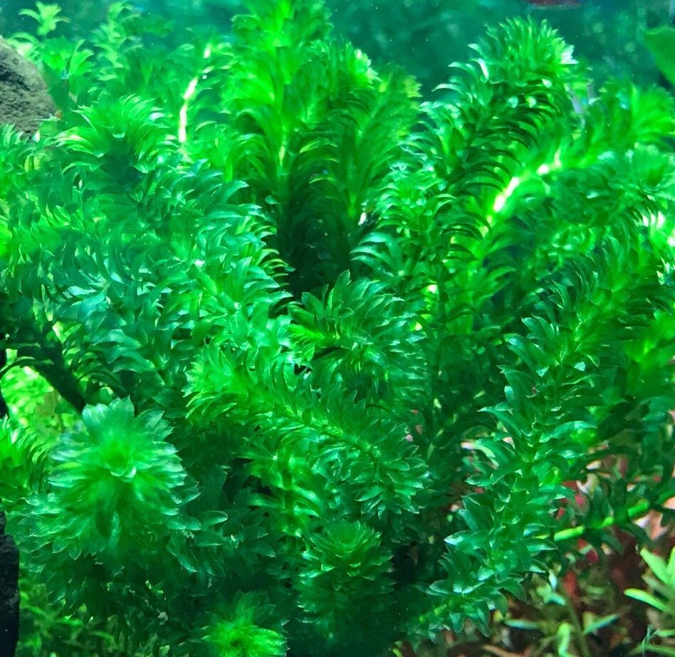 Anacharis Elodea Egeria Densa Bunch Easy Live Aquatic Fish