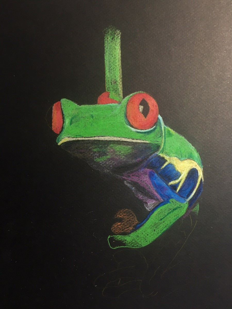 Realistic Tree Frog Drawings
