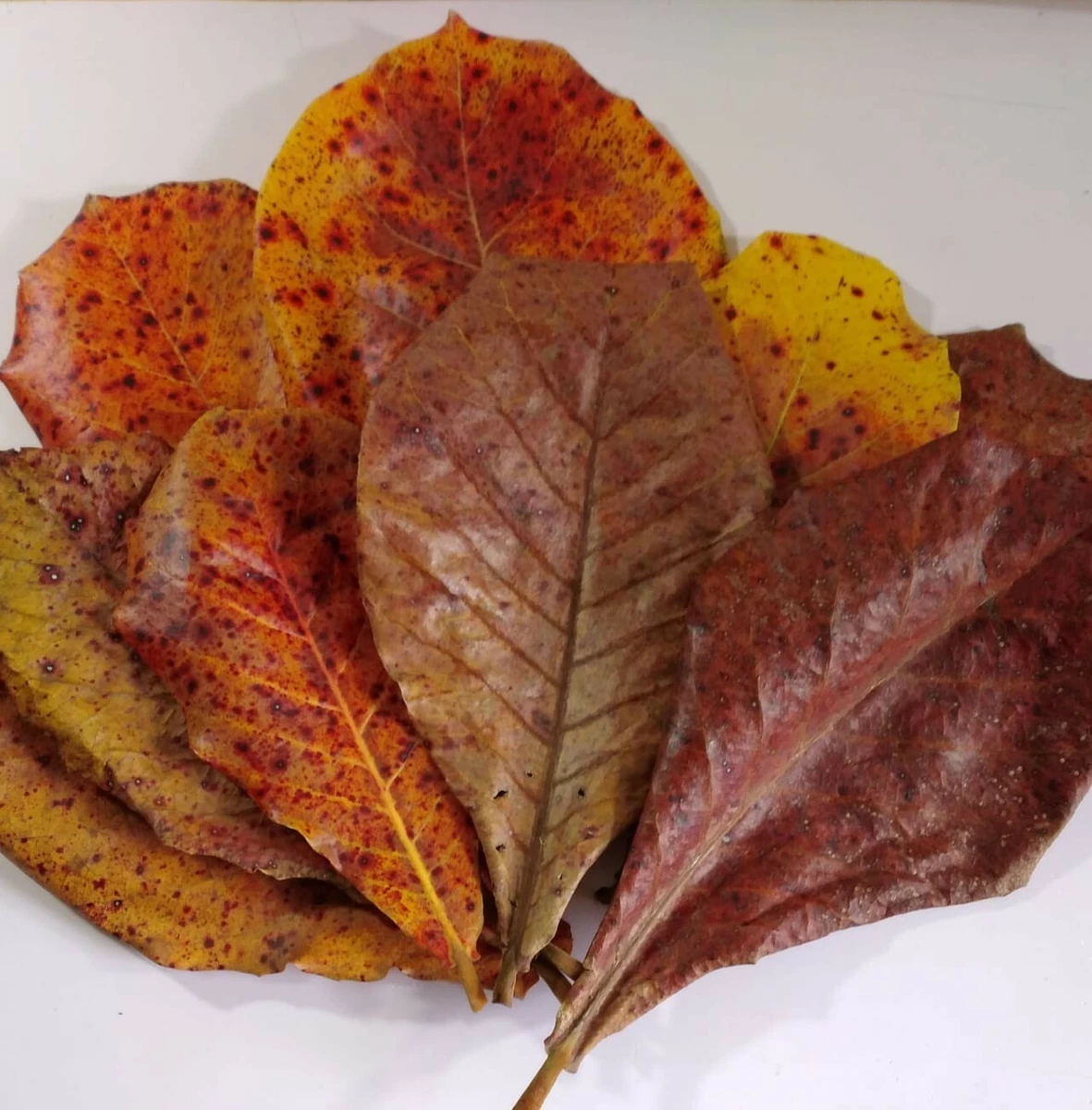 Indian Almond Leaves