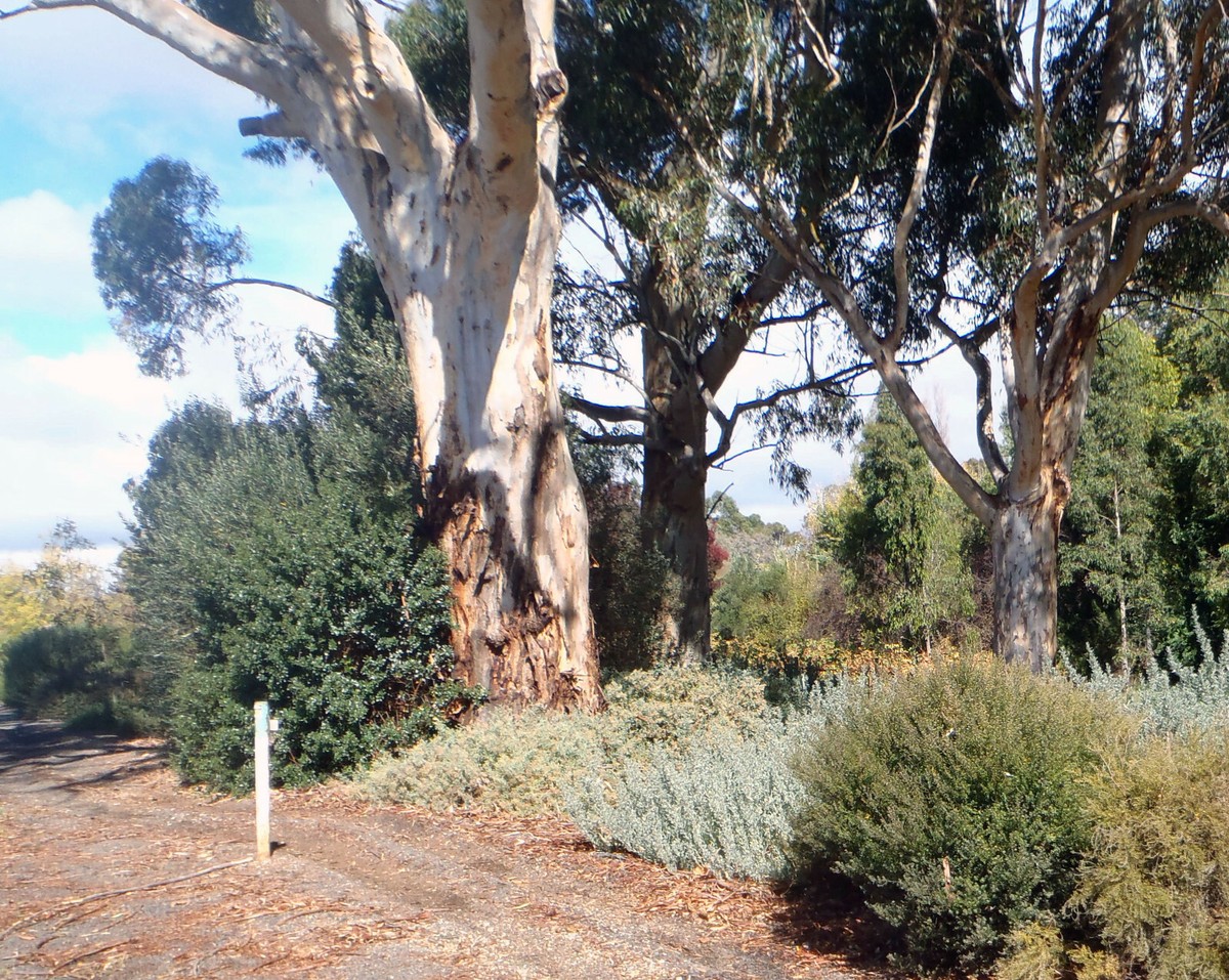 Sugar Gum Tree Eucalyptus Sugar Gum Probably Bushy Sugar Gum Eyre
