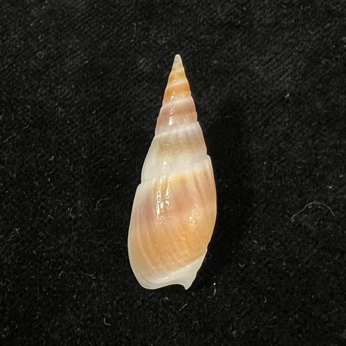 Bullia natalensis, Mozambique, 32,8mm F+++, NICE SPECIMEN!!! | eBay