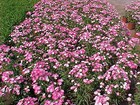 Dianthus First Love 100 seeds | eBay