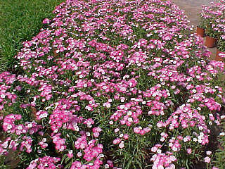 Dianthus First Love 100 seeds | eBay