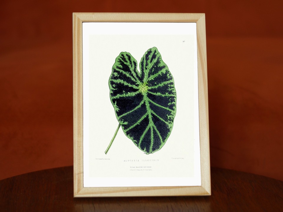 Alocasia Illustris from The Floral Magazine - A5 Card | eBay UK