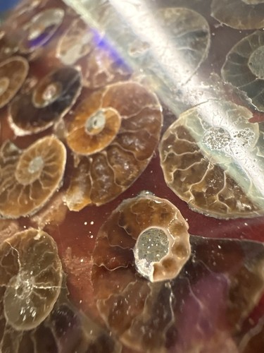 Fossil Ammonite Plate 4.5” Polished Shell Slab Jurassic Sea Life ...
