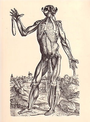 HUMAN MUSCLE ANATOMY GROTESQUE 1980's print from 1800's engraving #2 | eBay