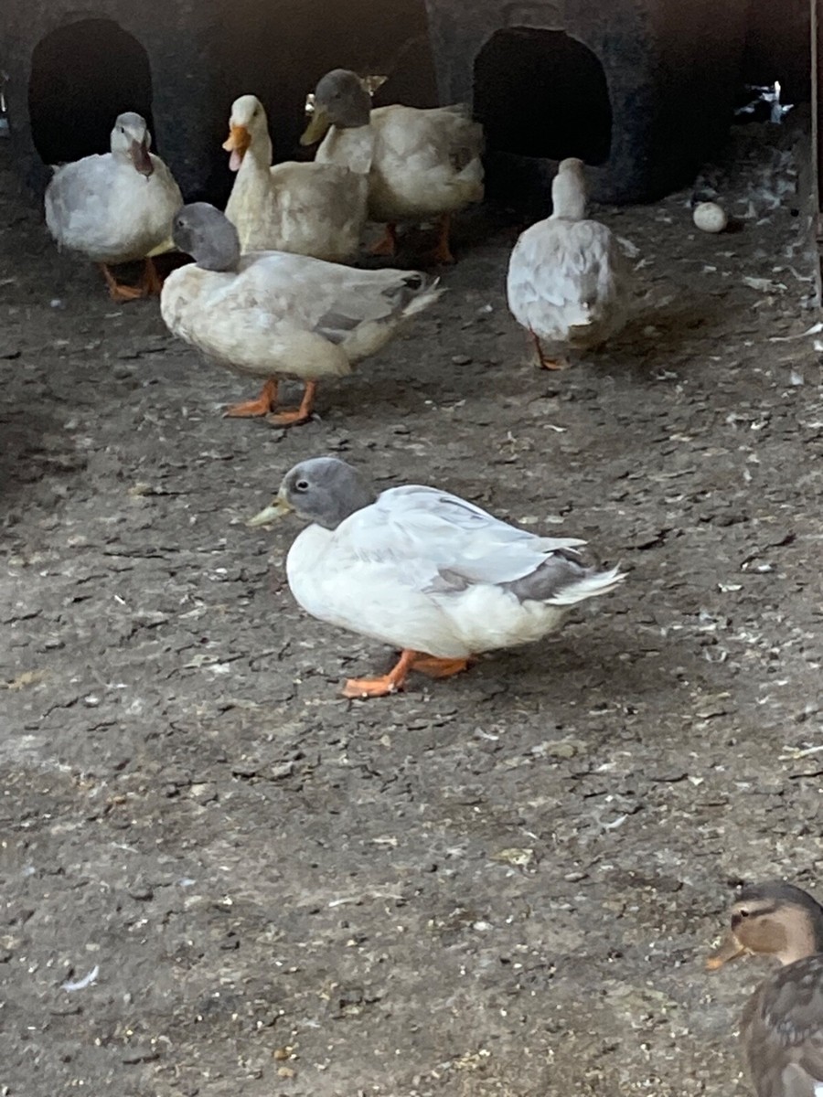 Mallard Duck Eggs Color