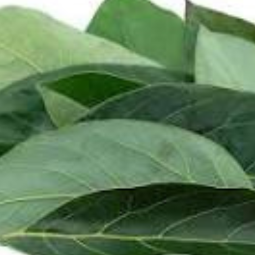 Herbal Dried Avocado Leaves Pure Organic Powder 100% Natural Tea ...