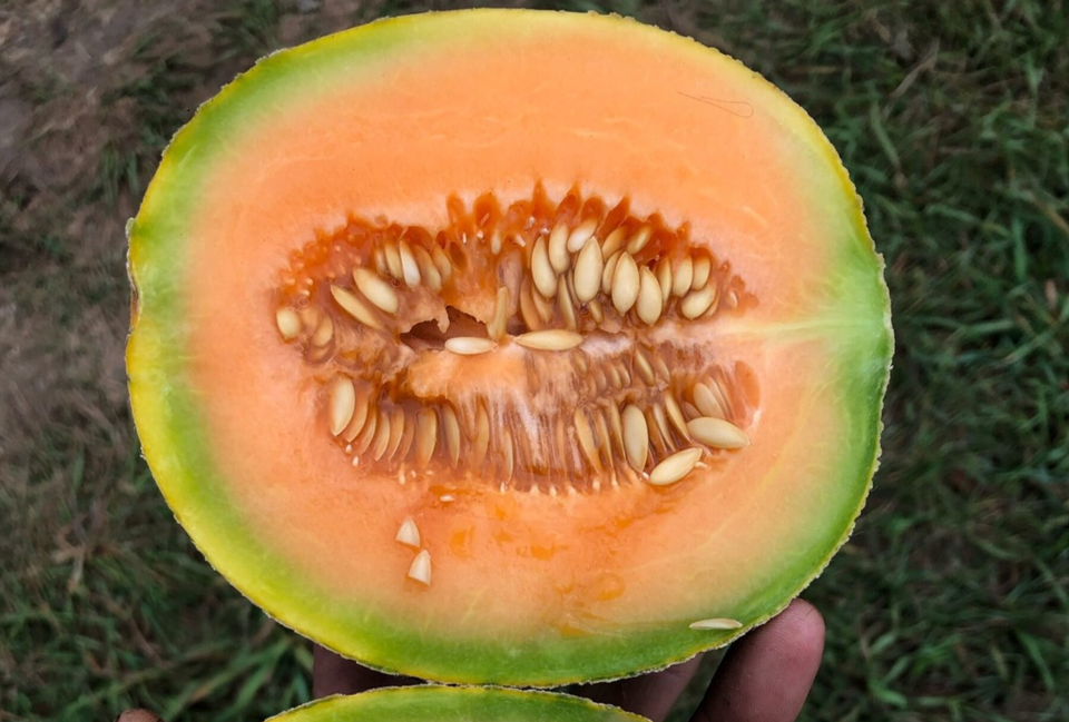 40ct Organic Heirloom Emerald Gem Melon Seeds -Intensely Sweet Rare ...