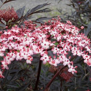 SAMBUCUS 'BLACK FRILLS' SHRUB ATTRACTS BEES & POLLINATOR INSECTS 15 OR ...