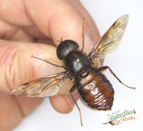 Énorme Timber Fly Diptra Ensemble x1 Un- Qualité Mâle Entomologique ...