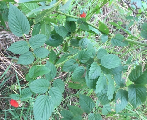 Raspberry - Atherton, Rubus probus, Wild Native Raspberry, 30+ seeds ...