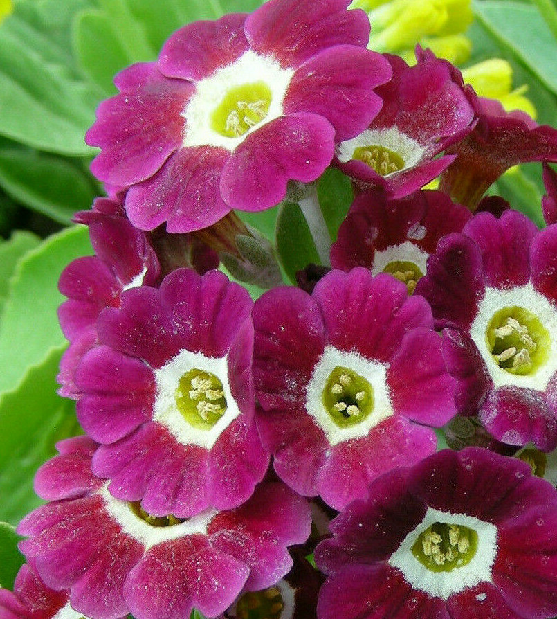 Garden or Border Auricula Seeds : Mixed Colours : Alpine Primula ...